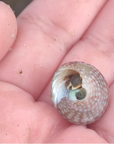 Calcinus obscurus from Salinas, Ecuador on June 2, 2023 at 12:04 PM by ...