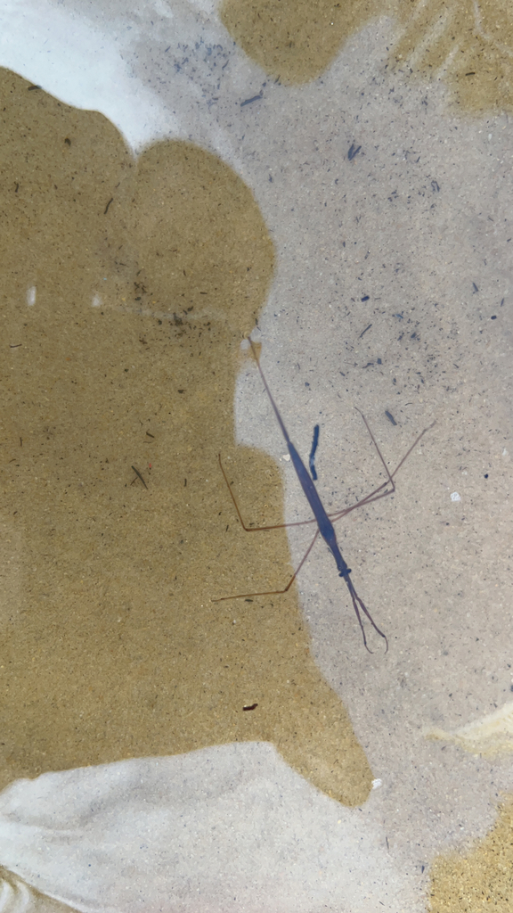 Ranatra from Extremoz on July 9, 2023 at 02:05 PM by forsakenvlr ...