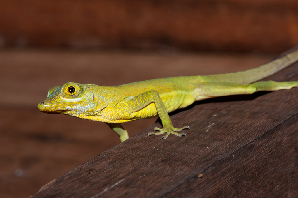 Grenada Tree Anole (Anolis richardii) - Snakes and Lizards