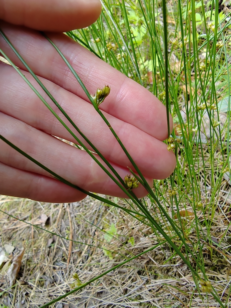 Thread Rush from Ханты-Мансийский автономный округ, Россия, 628508 on ...