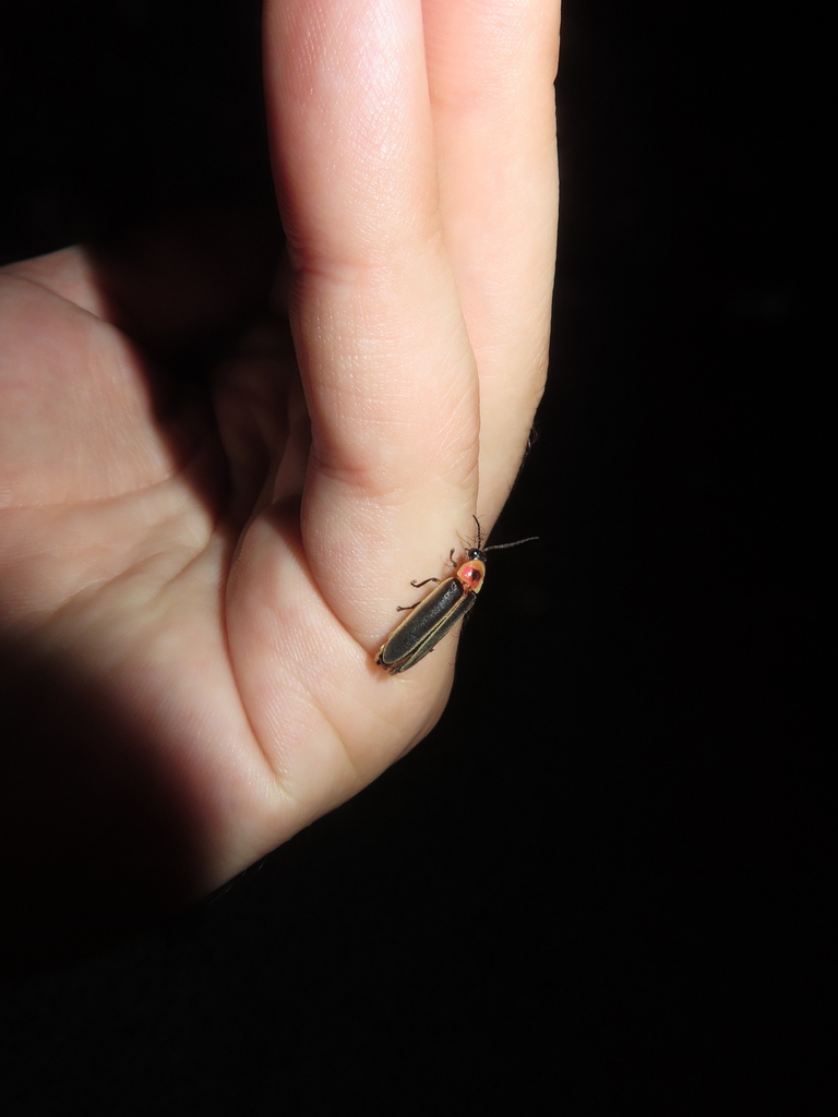 Common Eastern Firefly from Dodge County, WI, USA on July 6, 2023 at 09 ...