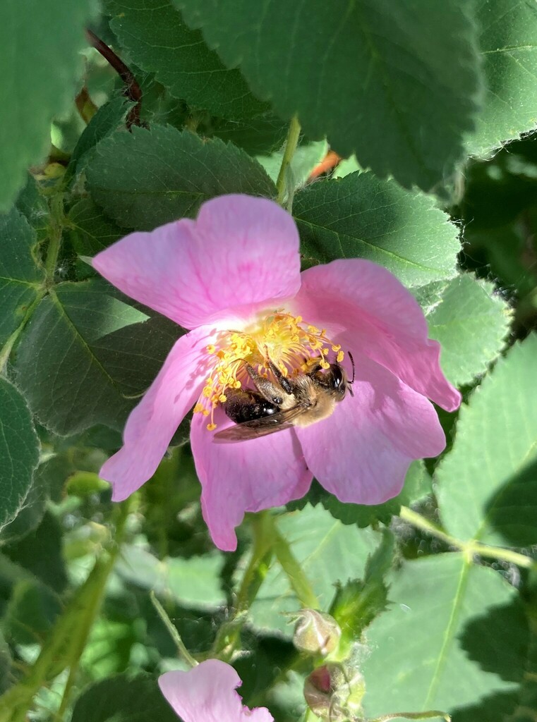 Bees from Southwest Calgary, Calgary, AB, Canada on June 6, 2023 at 05: ...