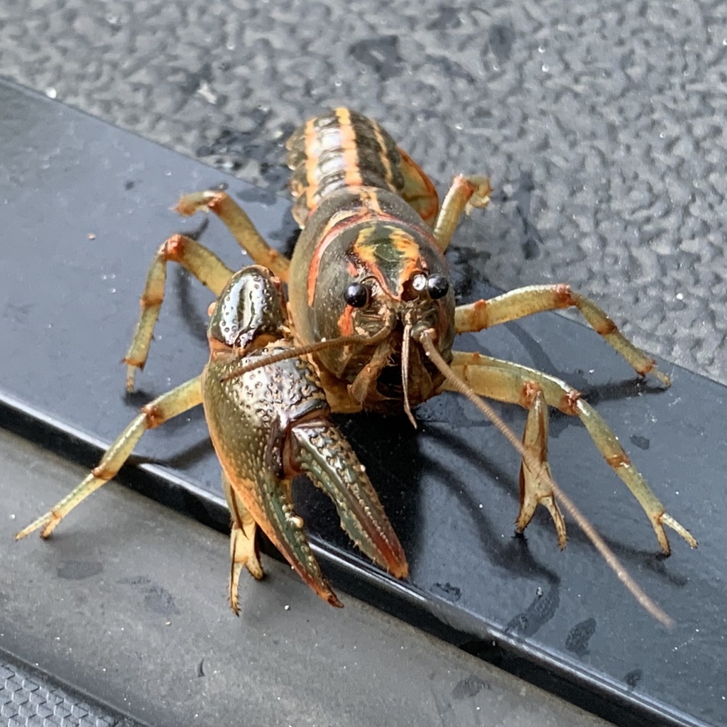 Painted Devil Crayfish from Sam Houston National Forest, Huntsville, TX ...