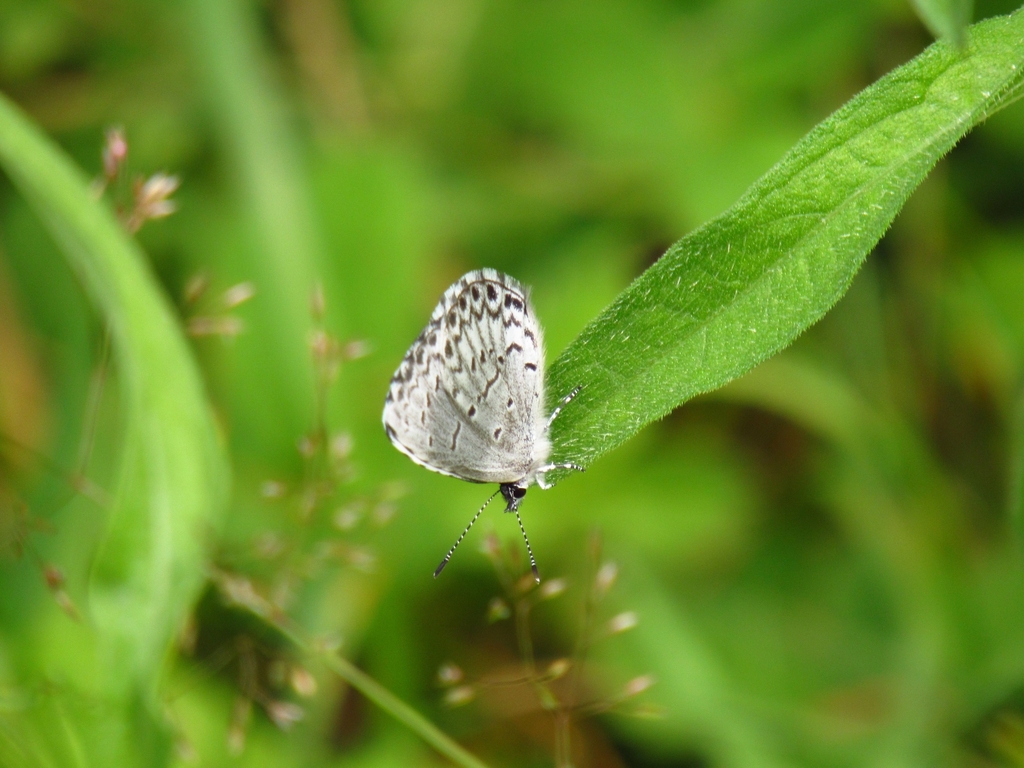 Northern Azure in July 2023 by Keith Wauthy · iNaturalist