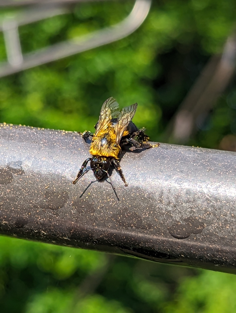 Two-spotted Bumble Bee from Laurel, DE 19956, USA on July 8, 2023 at 07 ...