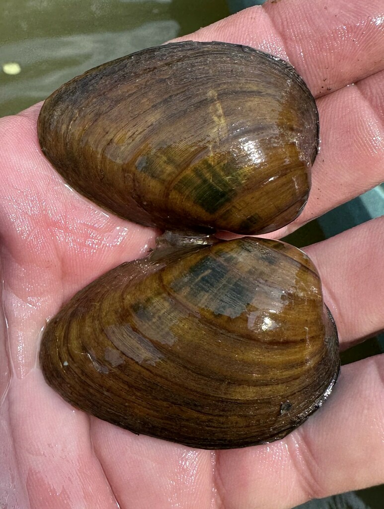 Tennessee Clubshell from Paint Rock River, just downstream of Hales ...