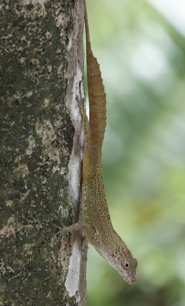 Crested Anole from Universidad, San Juan, Puerto Rico, San Juan, Puerto ...
