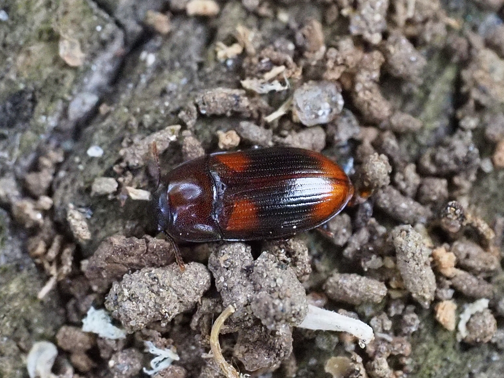Darkling Beetles from New York, New York, United States on May 29, 2023 ...