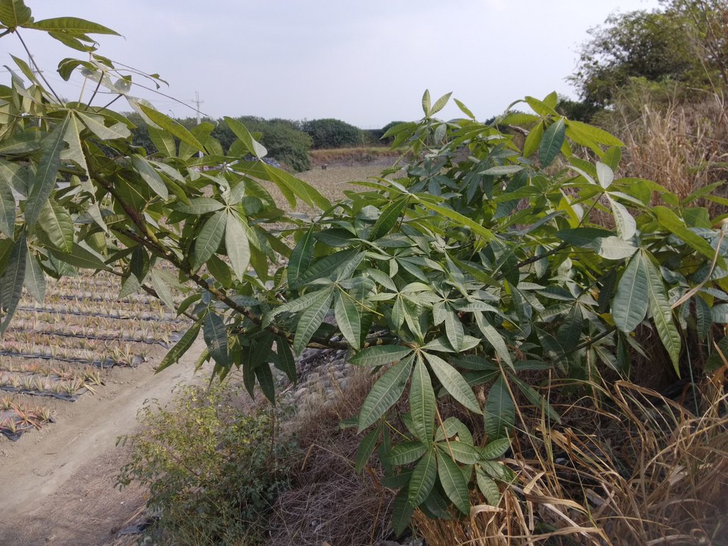 saba nut tree from 台灣屏東縣 on December 29, 2018 at 01:52 PM by allen83059 ...