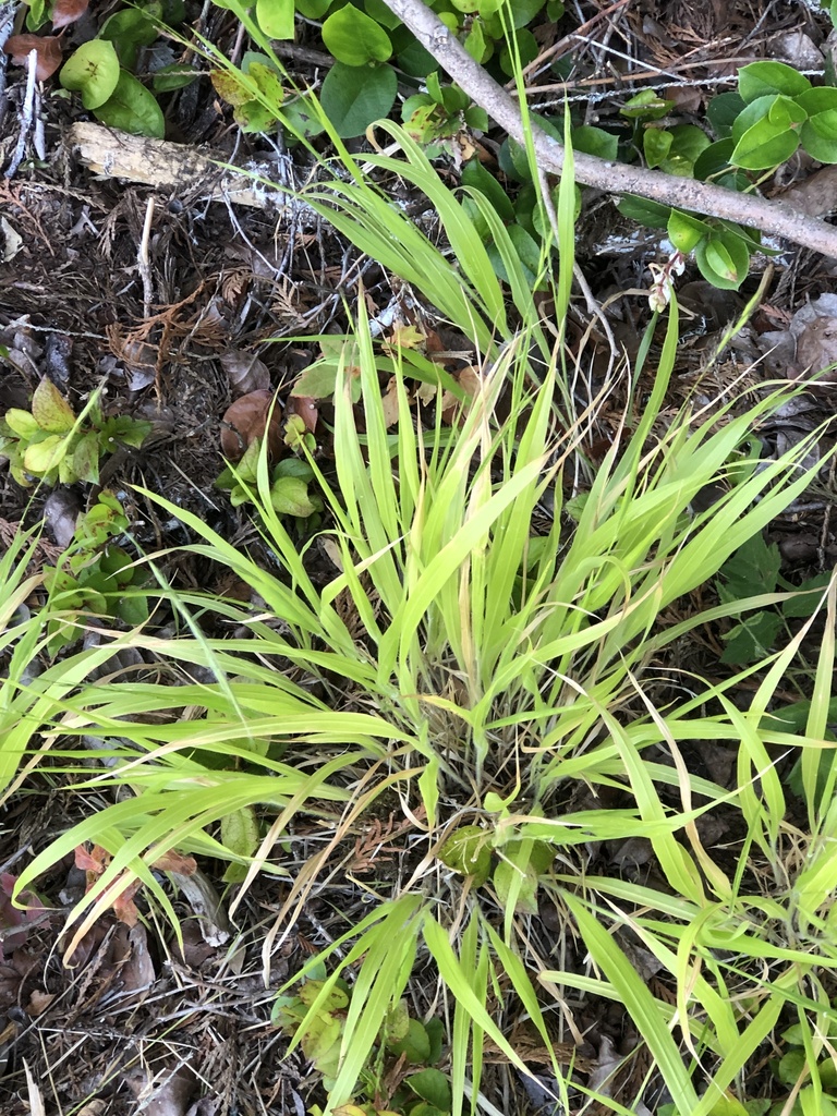 Slender False Brome from Basie Rd, Castle Rock, WA, US on July 09, 2023 ...