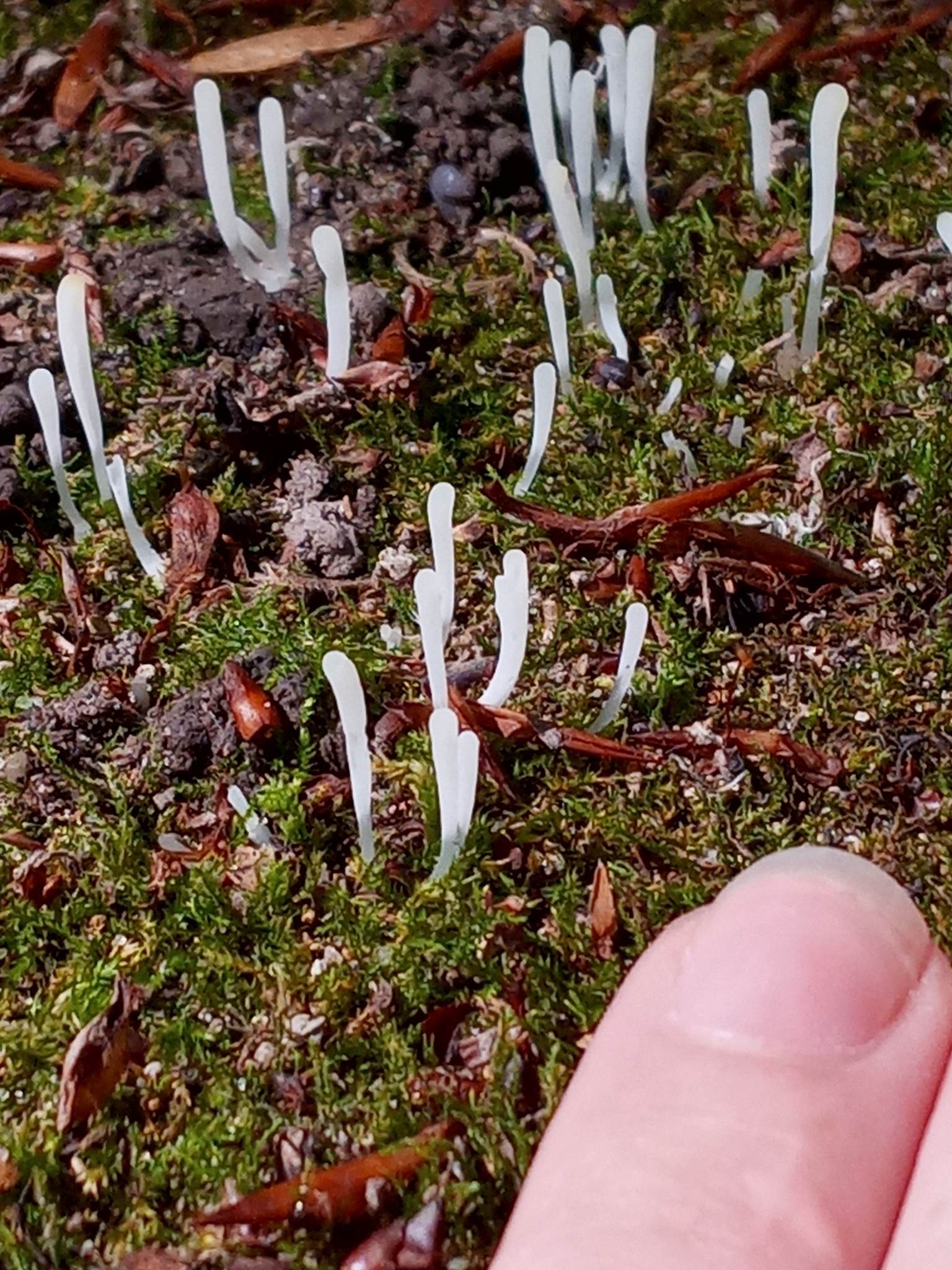 Clavaria acuta - Spitze Keule