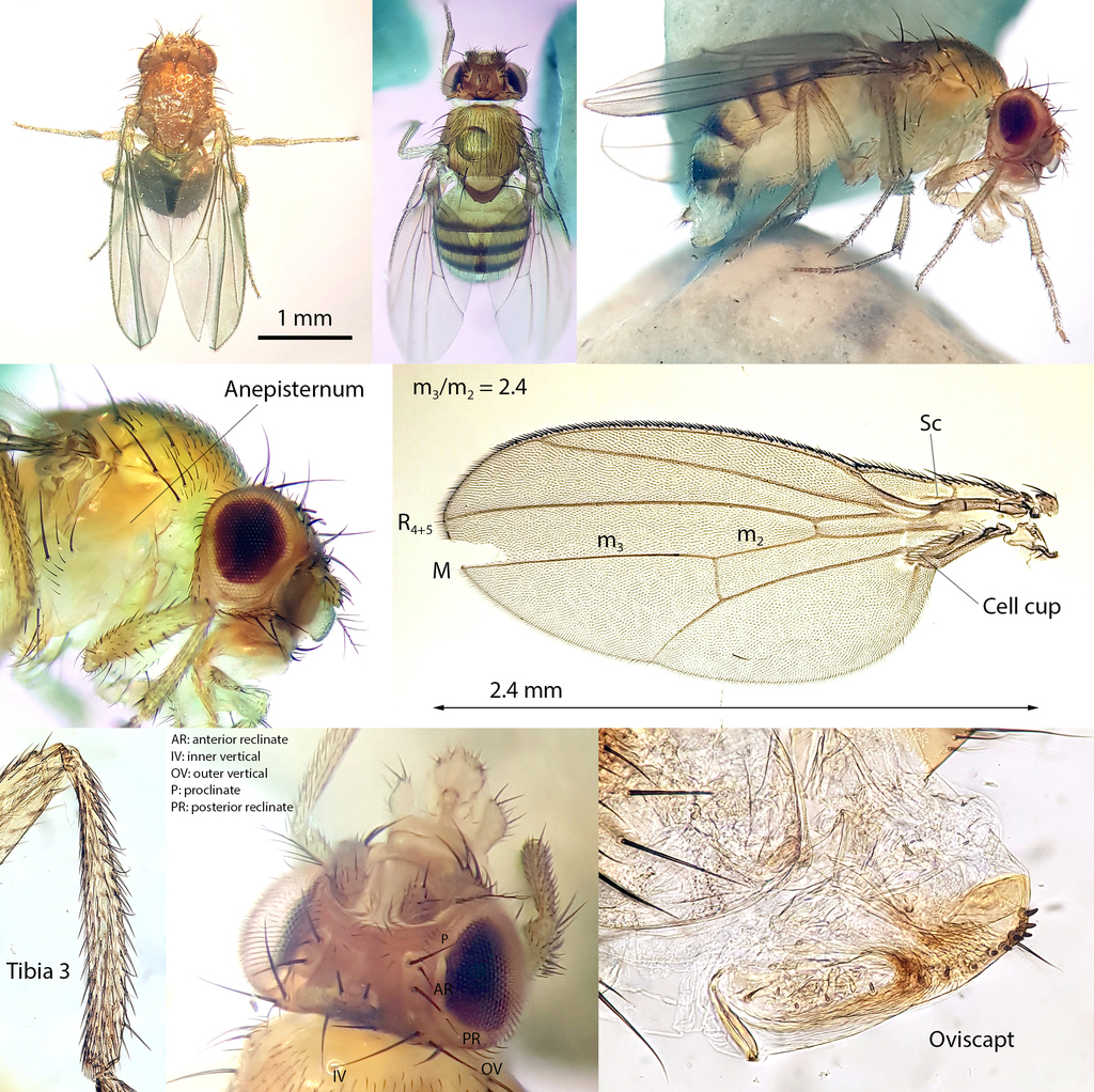 Common Fruit Fly from Lausanne, Switzerland on June 28, 2023 at 07:58 ...