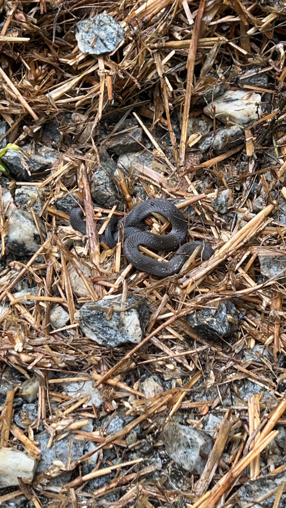 Colubrid Snakes from Sapphire on July 5, 2023 at 06:17 PM by ...