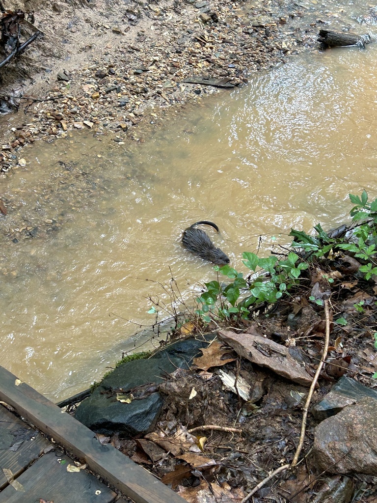 Muskrat from Fox Lake Ct, Winston-Salem, NC, US on July 9, 2023 at 02: ...