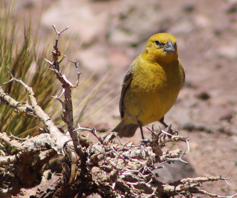 Bright-rumped Yellow-Finch from Copiapo, Atacama, Chile on April 18 ...
