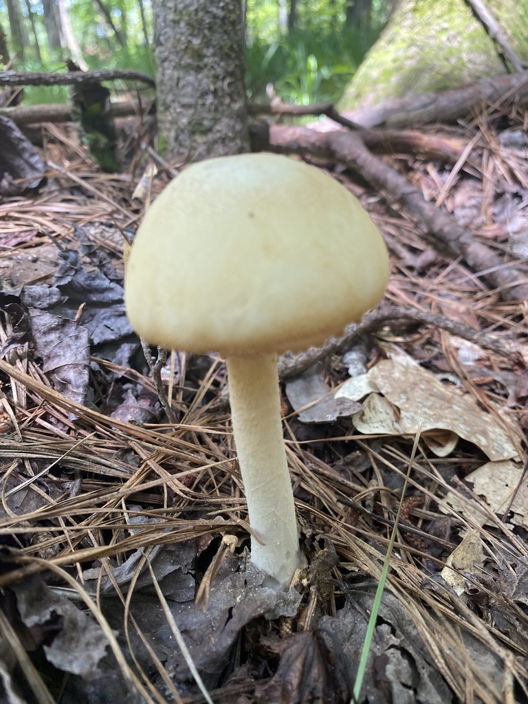 Rose-Tinted Amanita from Auburn, AL, US on July 9, 2023 at 10:54 AM by ...