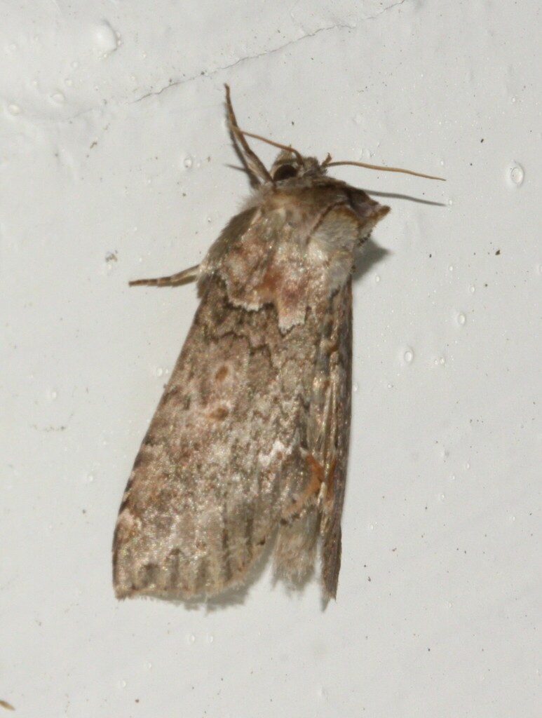 Tufted Thyatirine Moth from Métis-sur-Mer, La Chanterie, QC, Canada on ...