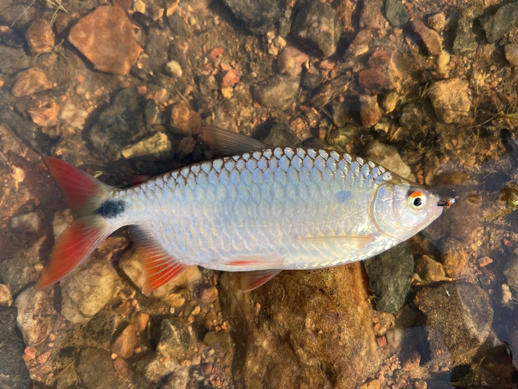 Red-fin Robber from Parco nazionale di Ruaha, Iringa, TZ on July 9 ...