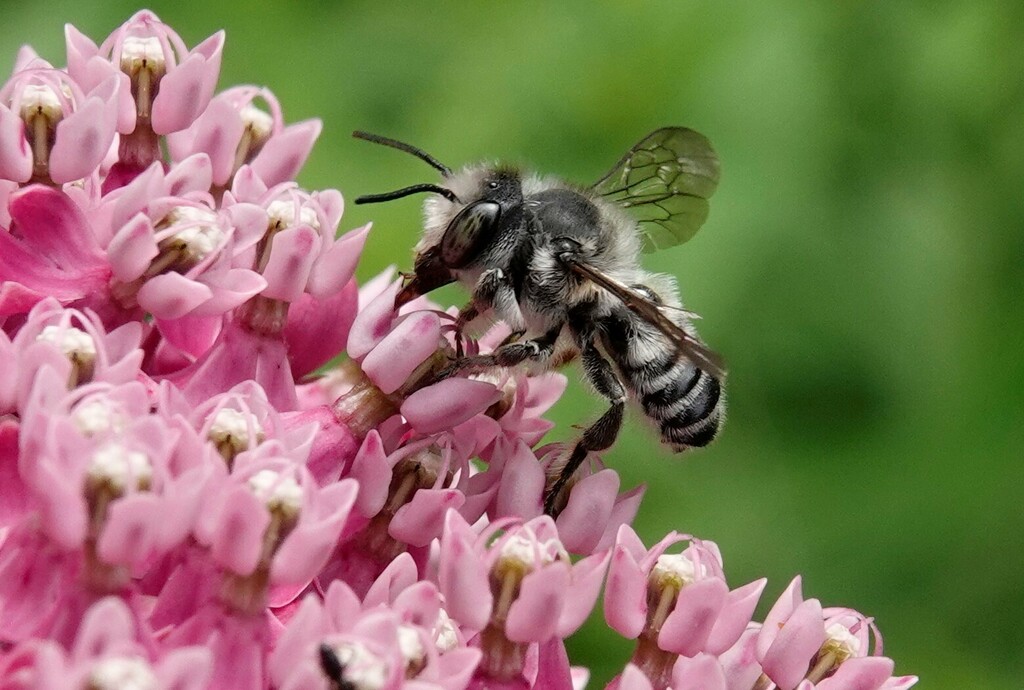 Texas Leaf-cutter Bee from 11 Seymour Ave, Toronto, ON M4J 3T3, Canada ...