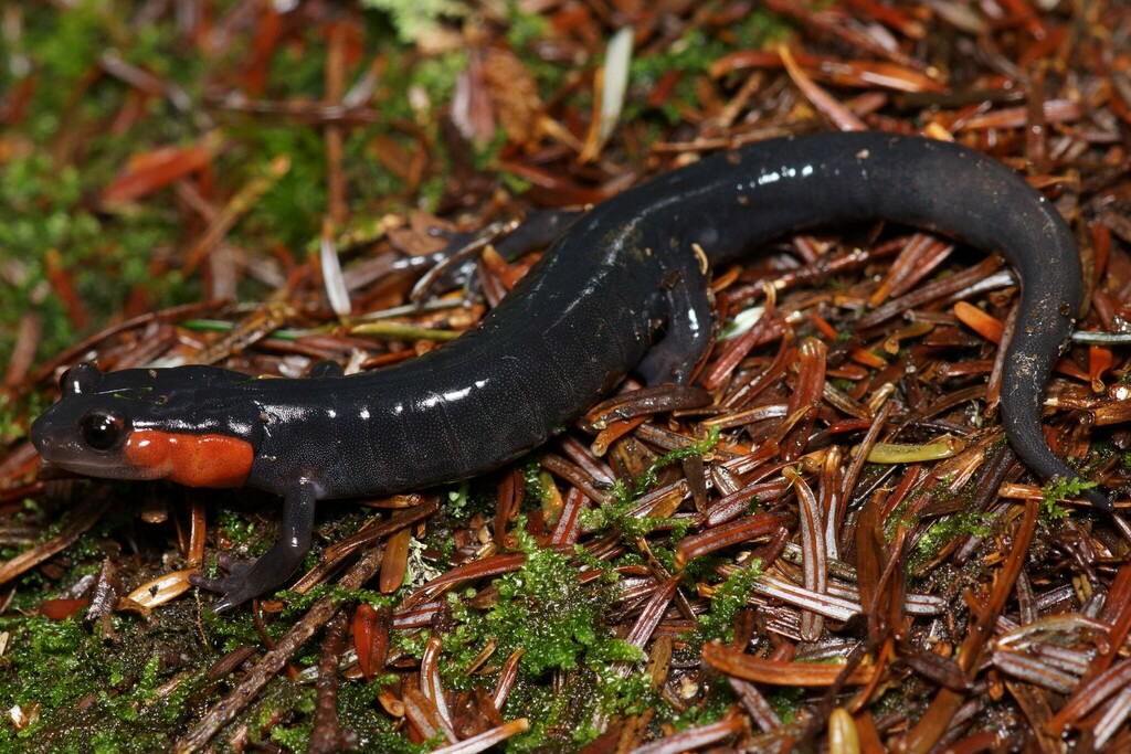 Red-cheeked Salamander in July 2023 by Max Ramey · iNaturalist