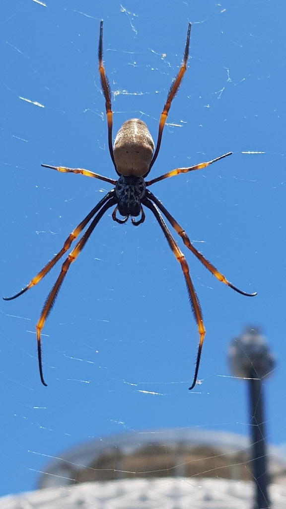 Tiger Spider in January 2019 by QuestaGame. Sighting and photos (c ...