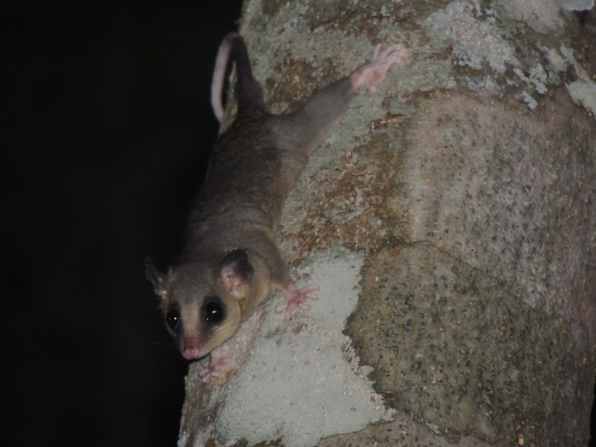 Marmosa paraguayana Tate, 1931