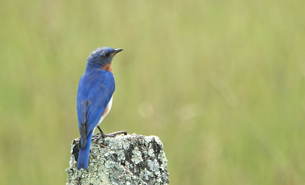 Eastern Bluebird from Madison, CT 06443, USA on July 9, 2023 at 03:28 ...