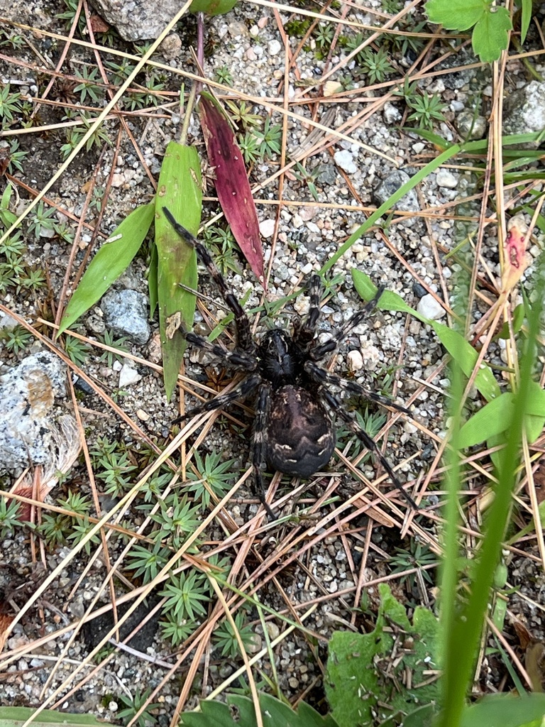 Dark Fishing Spider from White Mountain National Forest, Thornton, NH ...