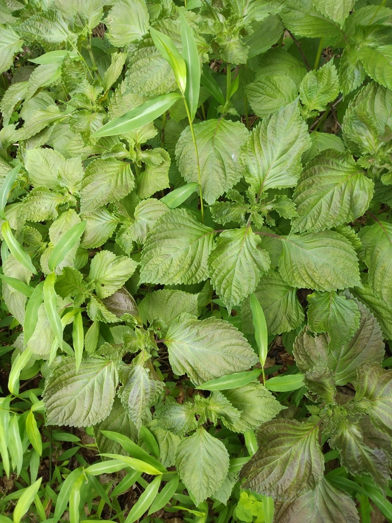 beefsteak plant from Laurel Township, OH, USA on July 9, 2023 at 03:30 ...