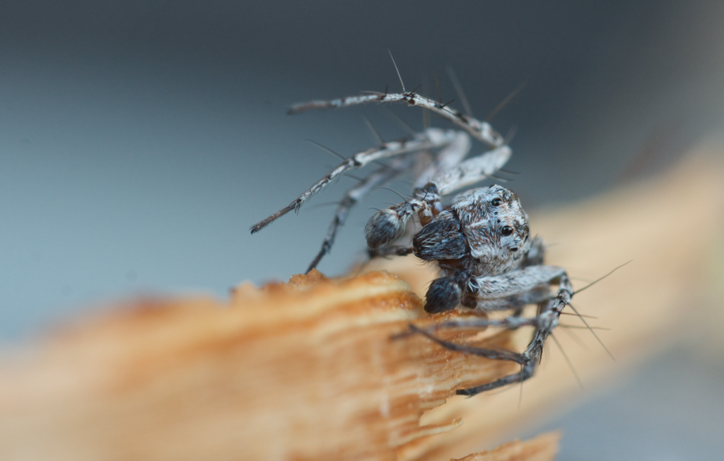 Grass lynx spiders from E Siskin Pl, Tucson, AZ 85748 on July 9, 2023 ...