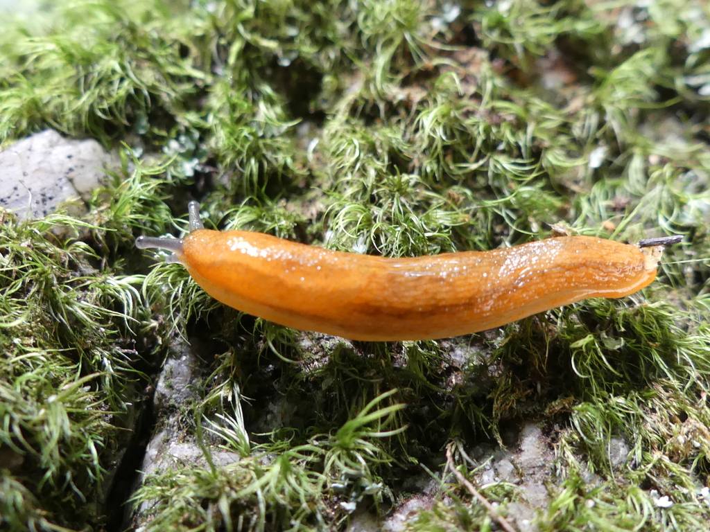 Arion Slugs from Chelsea, QC, Canada on July 8, 2023 at 01:58 PM by ...