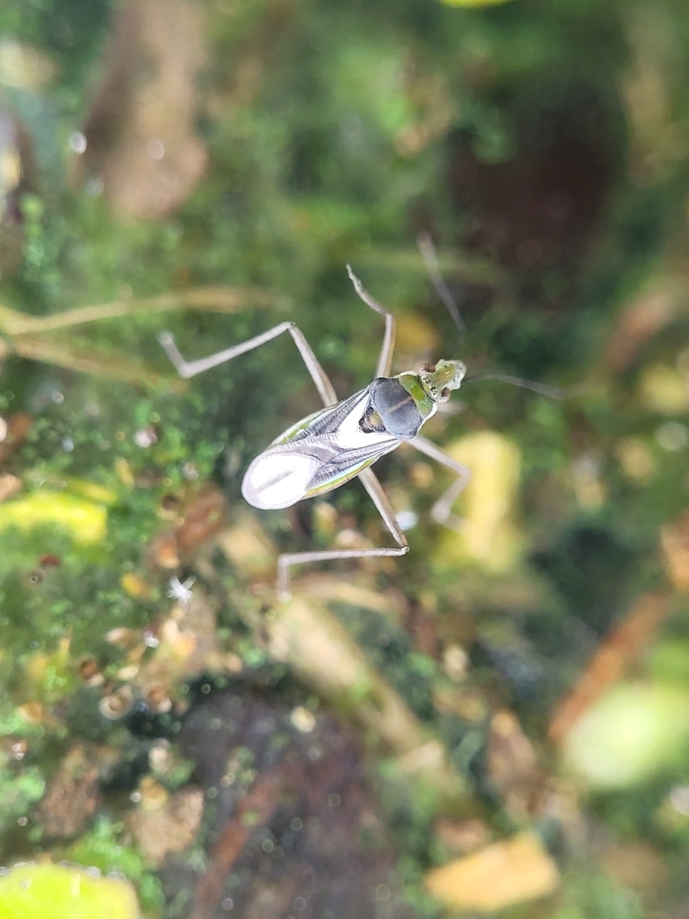 Mulsant's Water Treader from M232+QG, Brooklyn, NY 11218, USA on July 9 ...