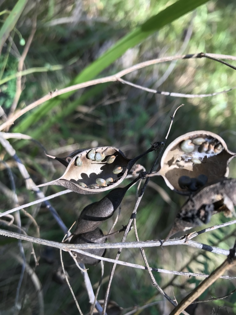 Smooth Darling Pea (Swainsona galegifolia) - Botanical Realm