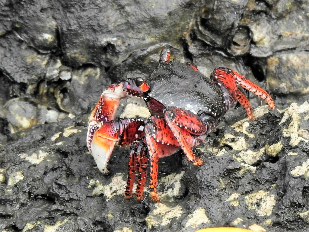 Mangrove Root Crab from Snook Islands Natural Area, 100 N. Golfview Rd ...