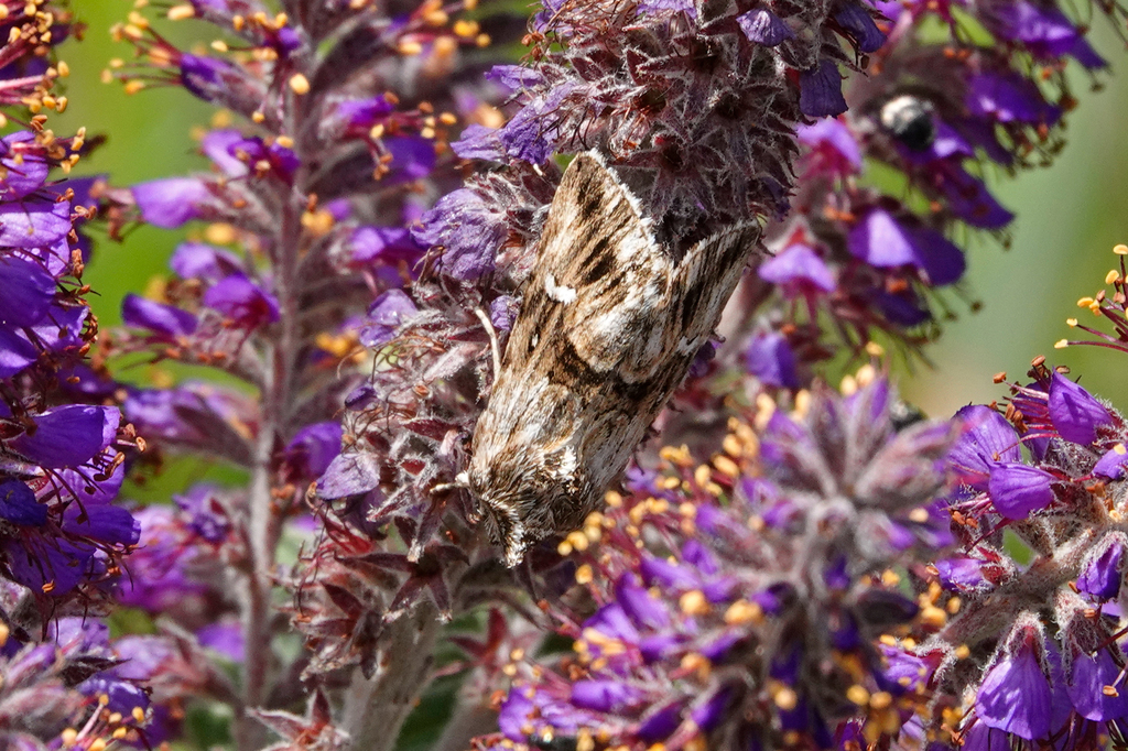 Toadflax Brocade Moth from Arden Hills, MN, USA on July 8, 2023 at 01: ...