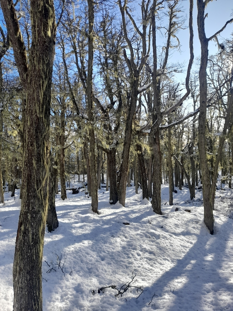 Lenga Beech (Nothofagus pumilio) - Botanical Realm