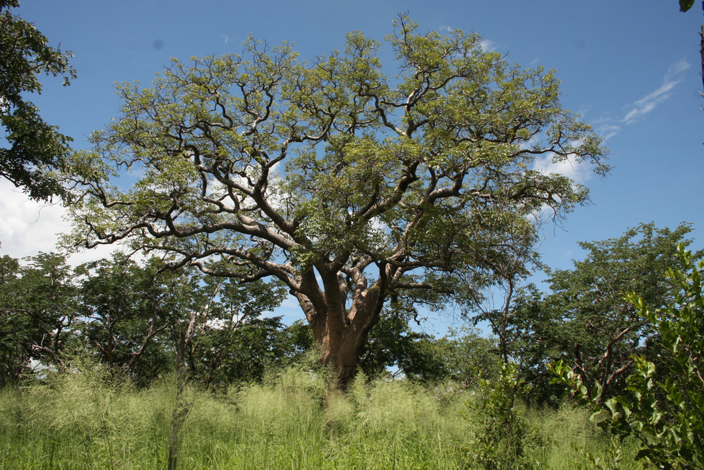 manketti-tree from Matetsi road, Hwange, Zimbabwe on January 11, 2010 ...