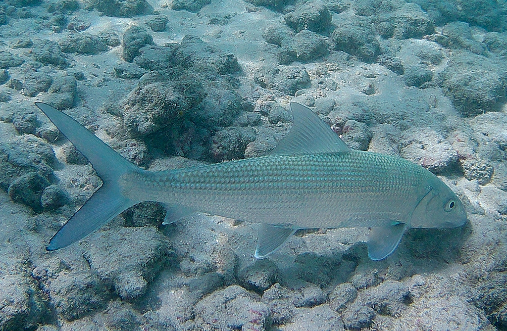 Bonefishes (Albulidae) - Marine Life Identification