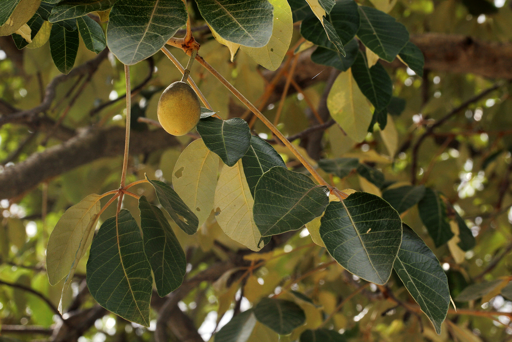 manketti-tree from Katima Mulilo, Zambezi Region, Namibia on February 2 ...