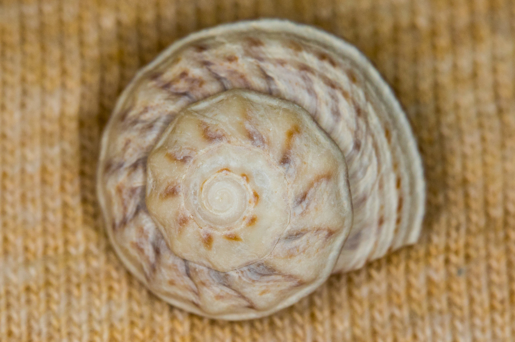 Button Snail (Gastropods of the United States Pt.3) · iNaturalist