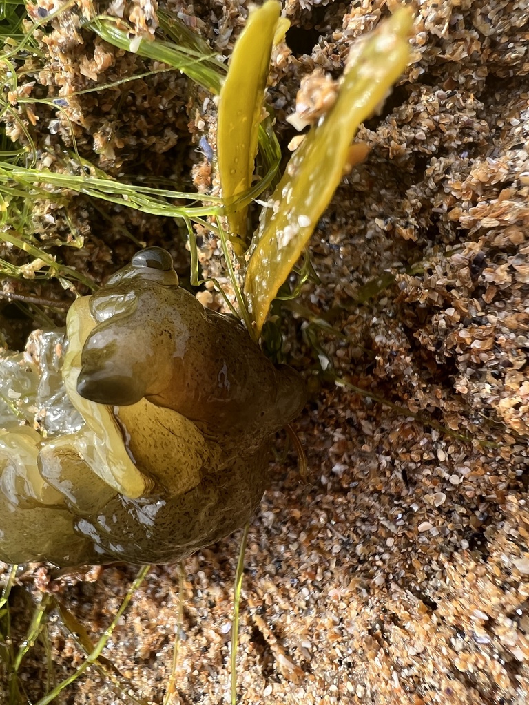 Sea Hares and Akera Snails from Firth of Forth, Leven, Scotland, GB on ...