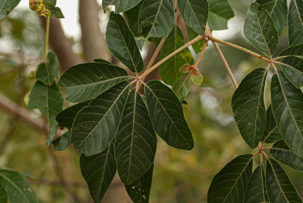 manketti-tree from Hwange, Zimbabwe on January 6, 2010 at 11:42 AM by ...