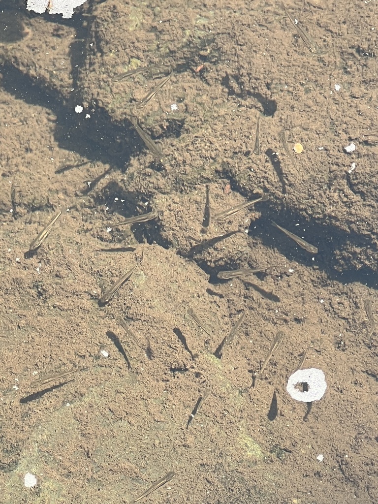 True Minnows from Missouri Ave, Duluth, MN, US on July 9, 2023 at 02:00 ...