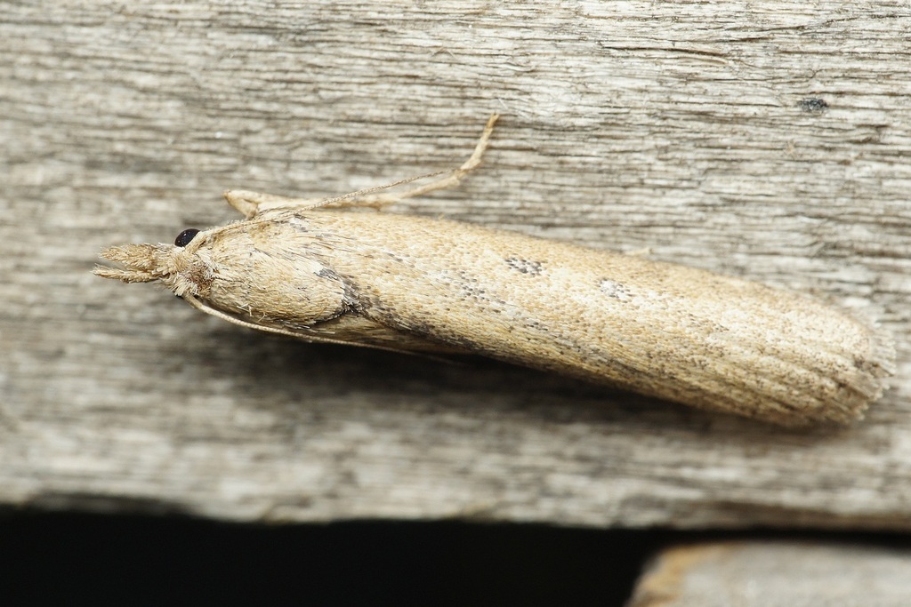 Lamoria from Донецк on July 4, 2023 at 12:59 AM by Илья Оголь · iNaturalist