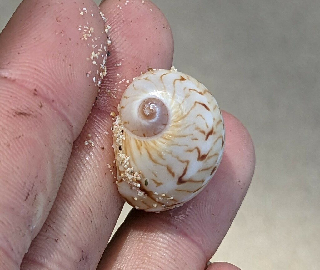 Colorful Moon Snail from El Batey, Sosúa 57000, Dominican Republic on ...