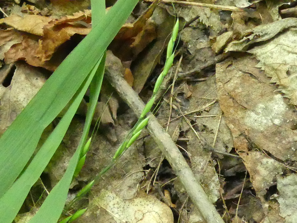 black-fruit mountain-ricegrass from Chelsea, QC, Canada on July 8, 2023 ...