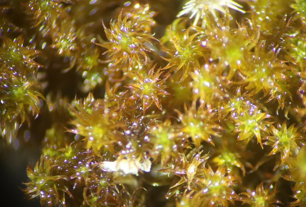 Rusty Beard-moss from Del Mar, CA 92014, USA on July 1, 2023 at 01:38 ...