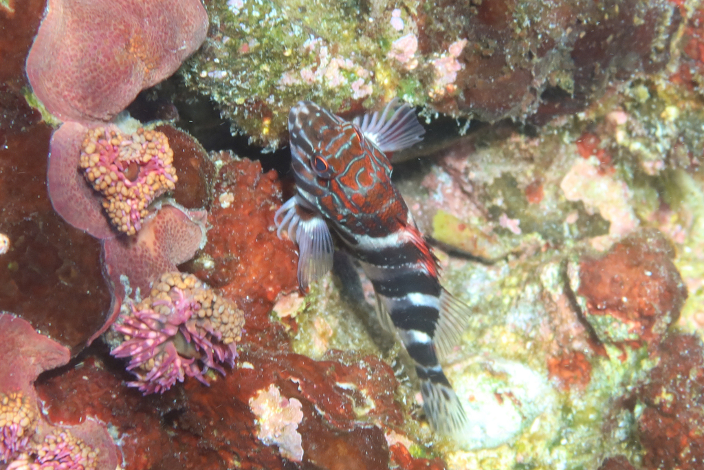 Giant Hawkfish (Cirrhitus rivulatus) - Marine Life Identification