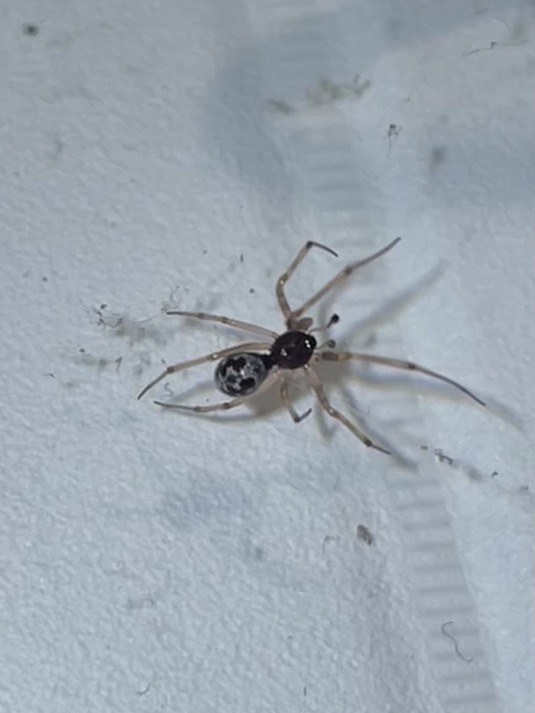 Triangulate Combfoot from Leslie Ann Dr, Jonesboro, AR, US on July 9 ...