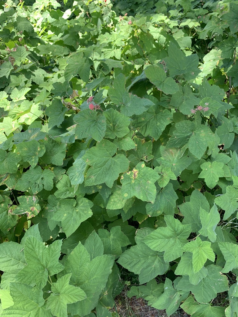 thimbleberry in July 2023 by jbarrow23 · iNaturalist